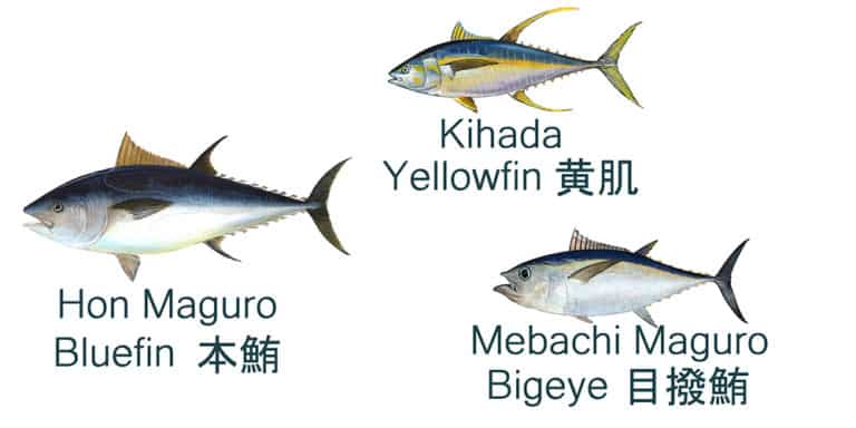 Hon Maguro Sushi: Bluefin Tuna - Otoro, Toro, Chutoro, Akami (2022)